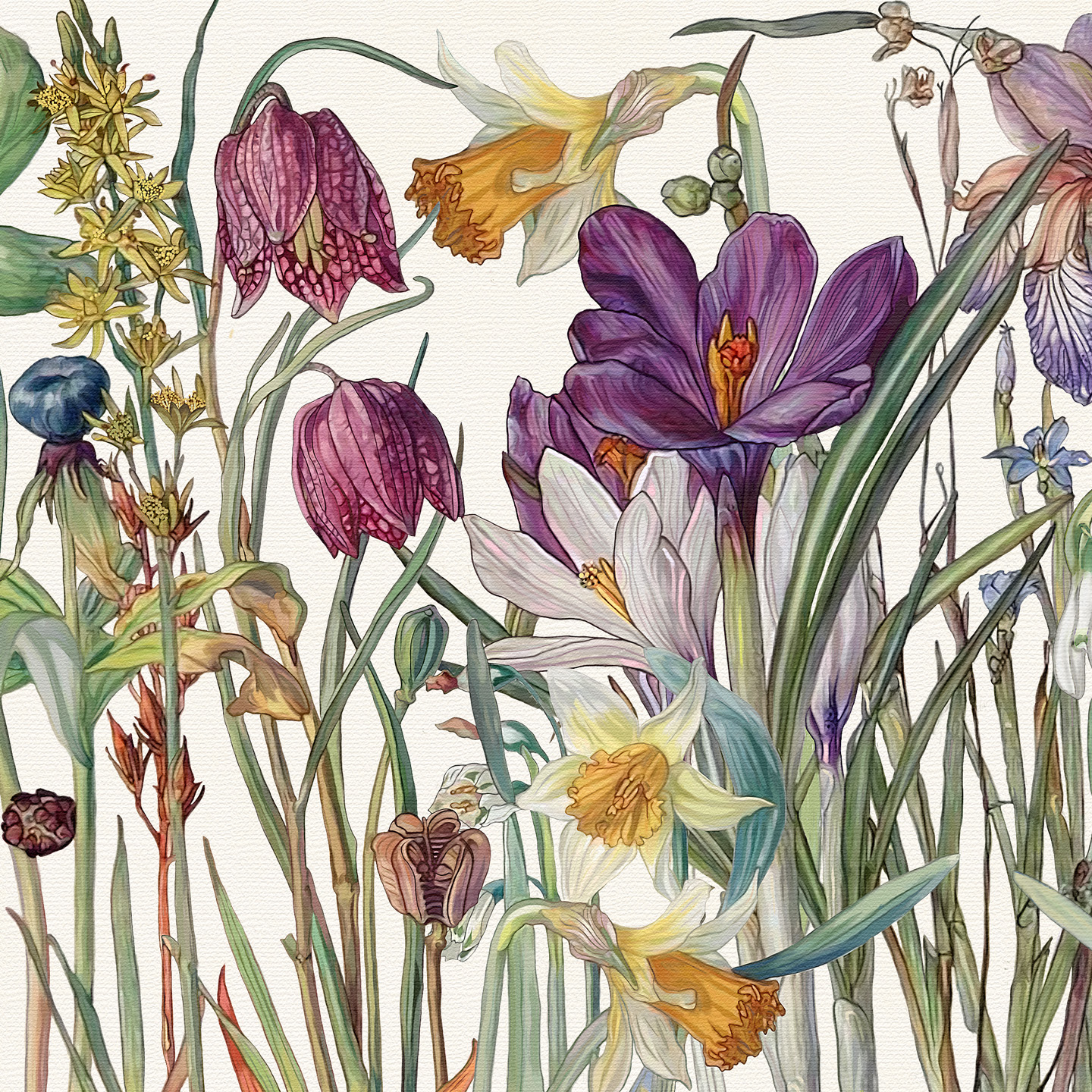 Wild Flowers of Greece – Mediterraneo Eshop